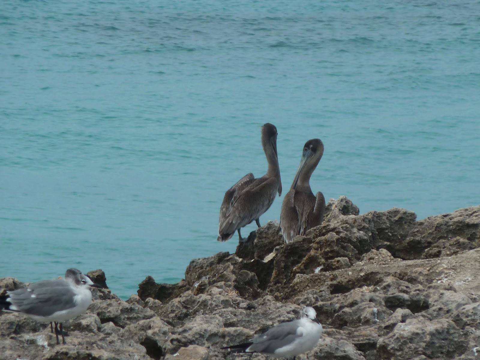 More Animals on the Island of Aruba