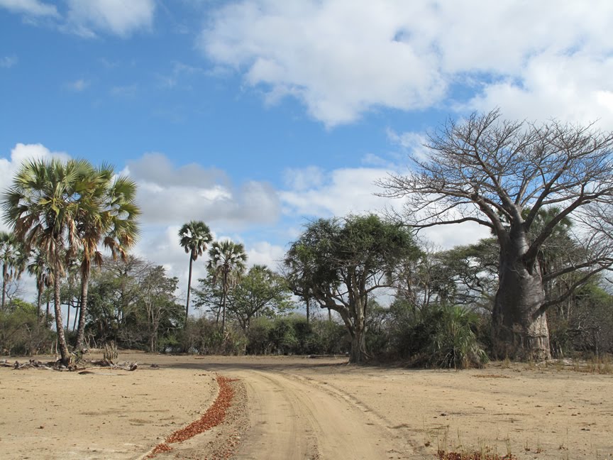 Liwonde National Park, Malawi ~ Derek's Travels