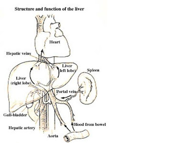 CT_physics_2009: Blood Circulation in the Liver