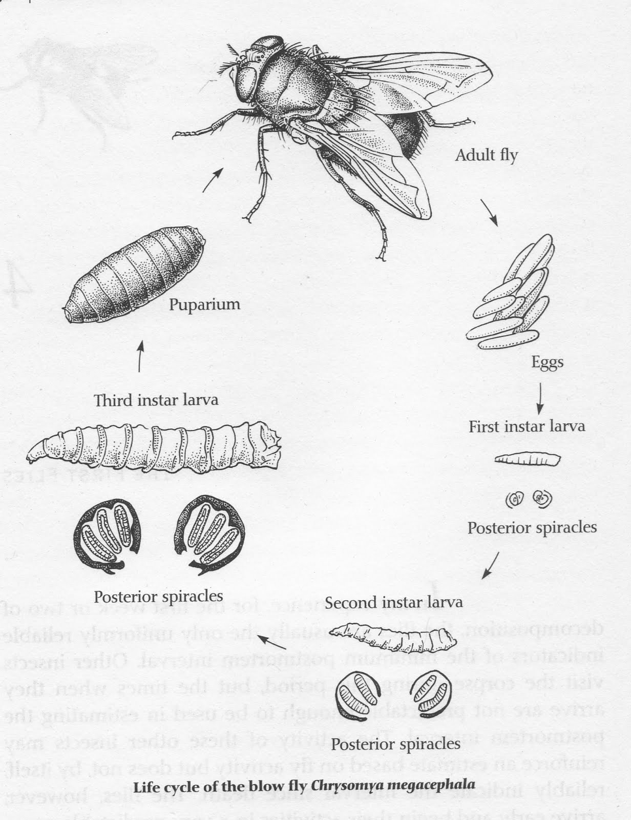 Brewing Trouble: blowfly postscript