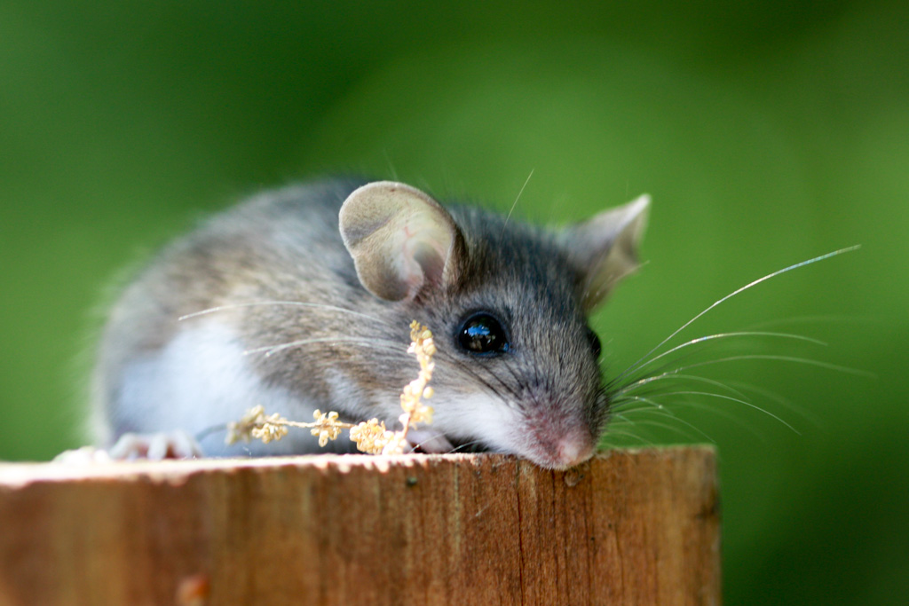 The Clueless Gardeners - A Garden Blog: Mouse at the Gate