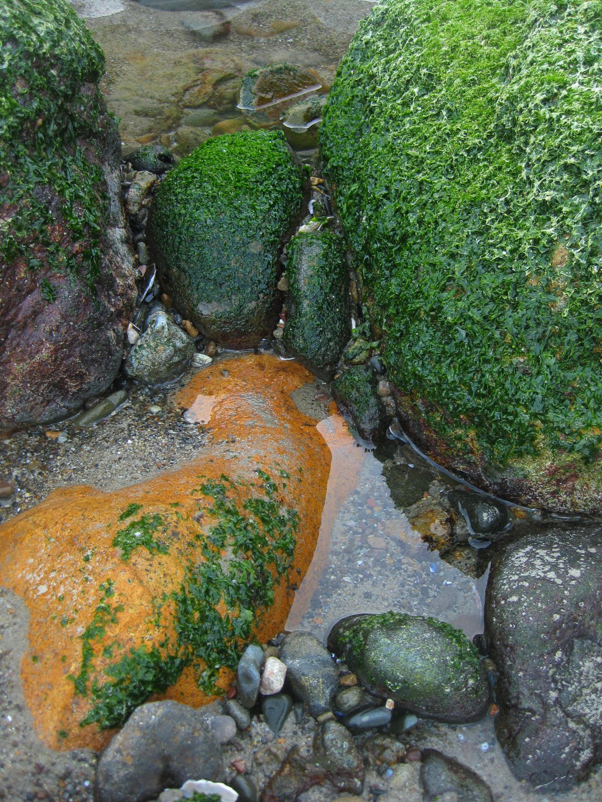 Point Dume (Dume Cove) Tide Pools - September 2010