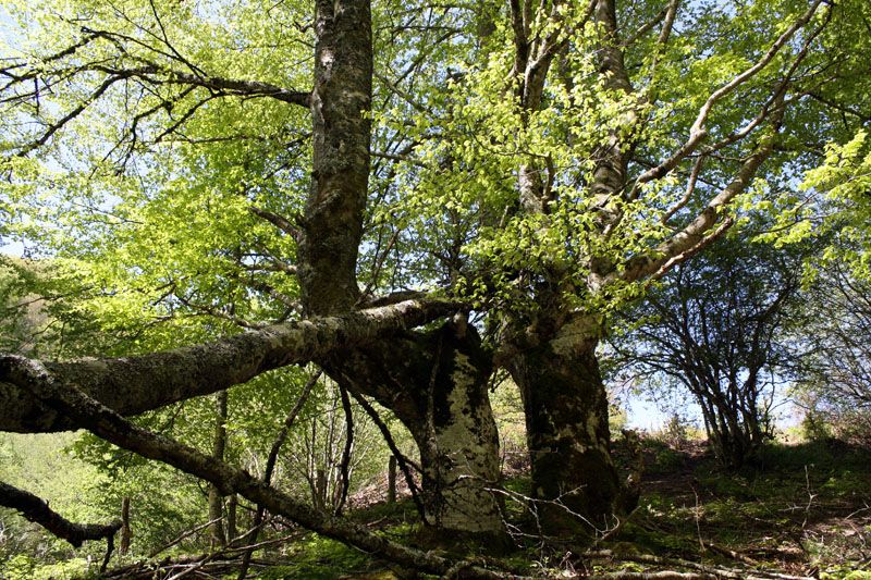 Arbolesmonumentales: Hayedo de Irati