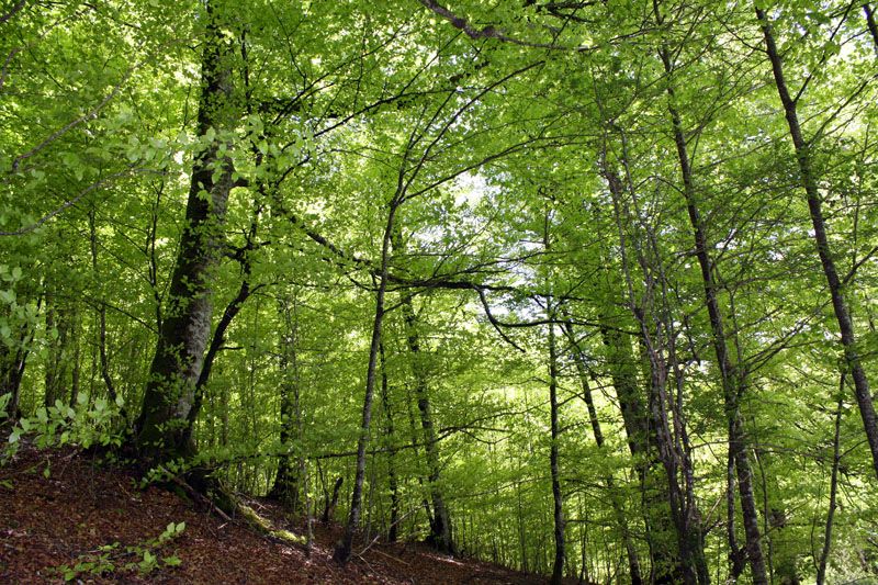 Arbolesmonumentales: Hayedo de Irati