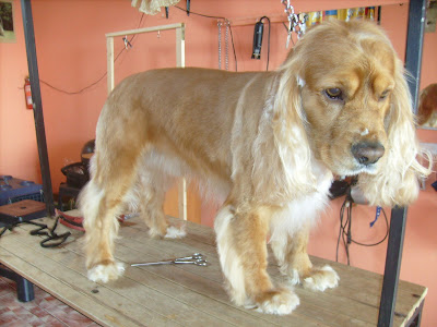 FASHION - PET: cortes de cocker