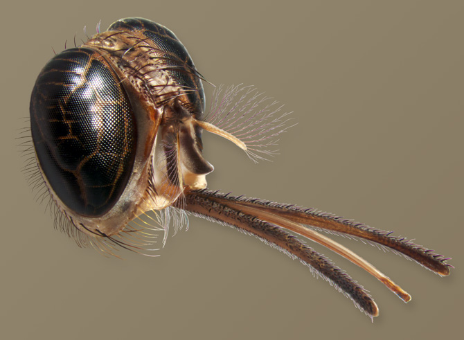 The Biology Blog: Bug Eye Closeups