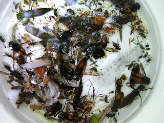 Insect Collecting, Rearing & Natural History: Insect Trapping Methods