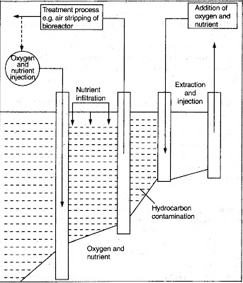 BIOTECHNOLOGY: Engineered in situ Bioremediation