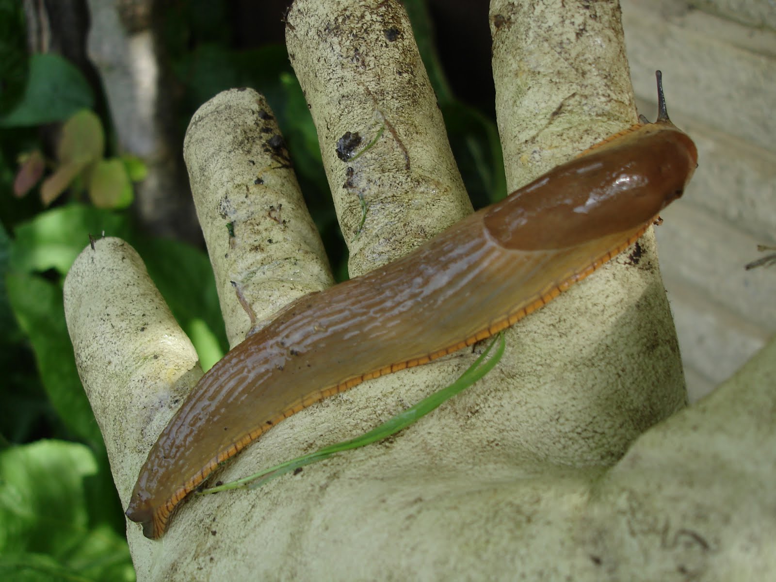 Down on the Allotment: Too Many Courgettes?