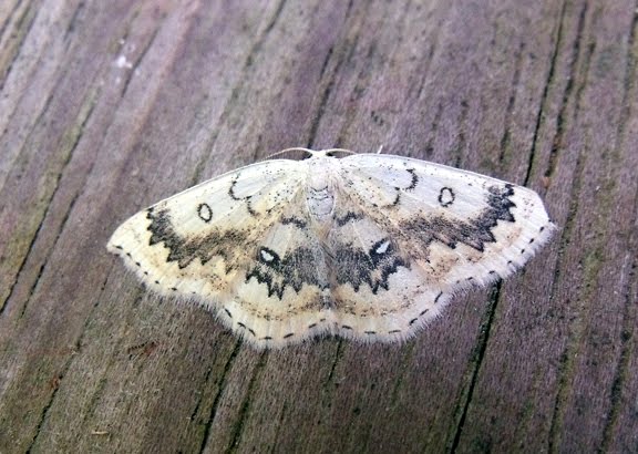 Sussex Nature: Recent Moths