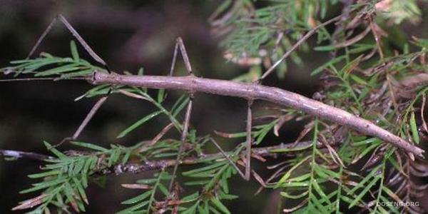 MEDIA FHOTO: Serangga Mirip Ranting pohon