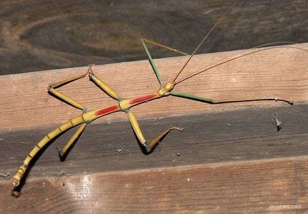 MEDIA FHOTO: Serangga Mirip Ranting pohon