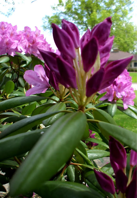 A Rose in the Garden: Rhodies
