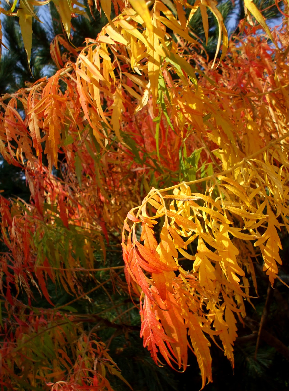 A Rose in the Garden: Tiger Eyes Sumac
