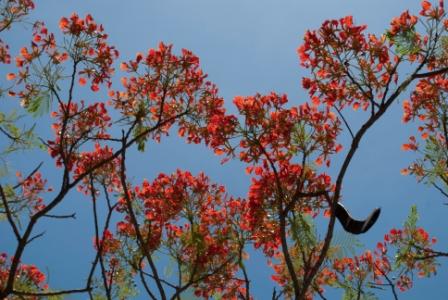 Tanzania 2010-2011: Christmas Trees -- Merry Christmas!
