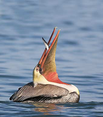 WildBird on the Fly: November 2009