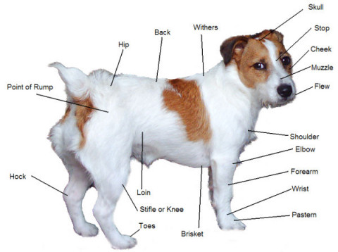 Jack Russell Terrier Personality & Temperament | Jack Russell Terrier