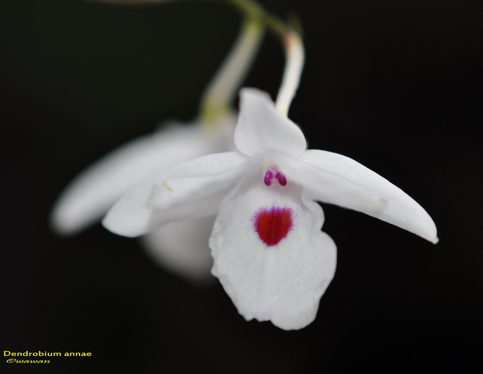 Anggreknya Wa2n: Dendrobium annae