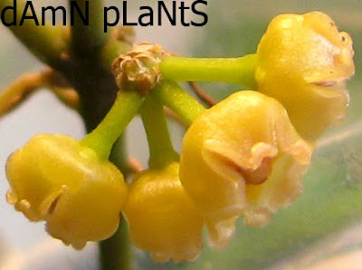 dAmN pLaNtS: Hoya Heuschkeliana Flowers & Hoya Ciliata Leafless Cutting ...