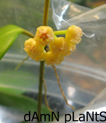 dAmN pLaNtS: Hoya Heuschkeliana Flowers & Hoya Ciliata Leafless Cutting ...