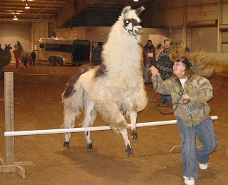 Think within the outside of the box: The animal of the day is... LLAMAS!