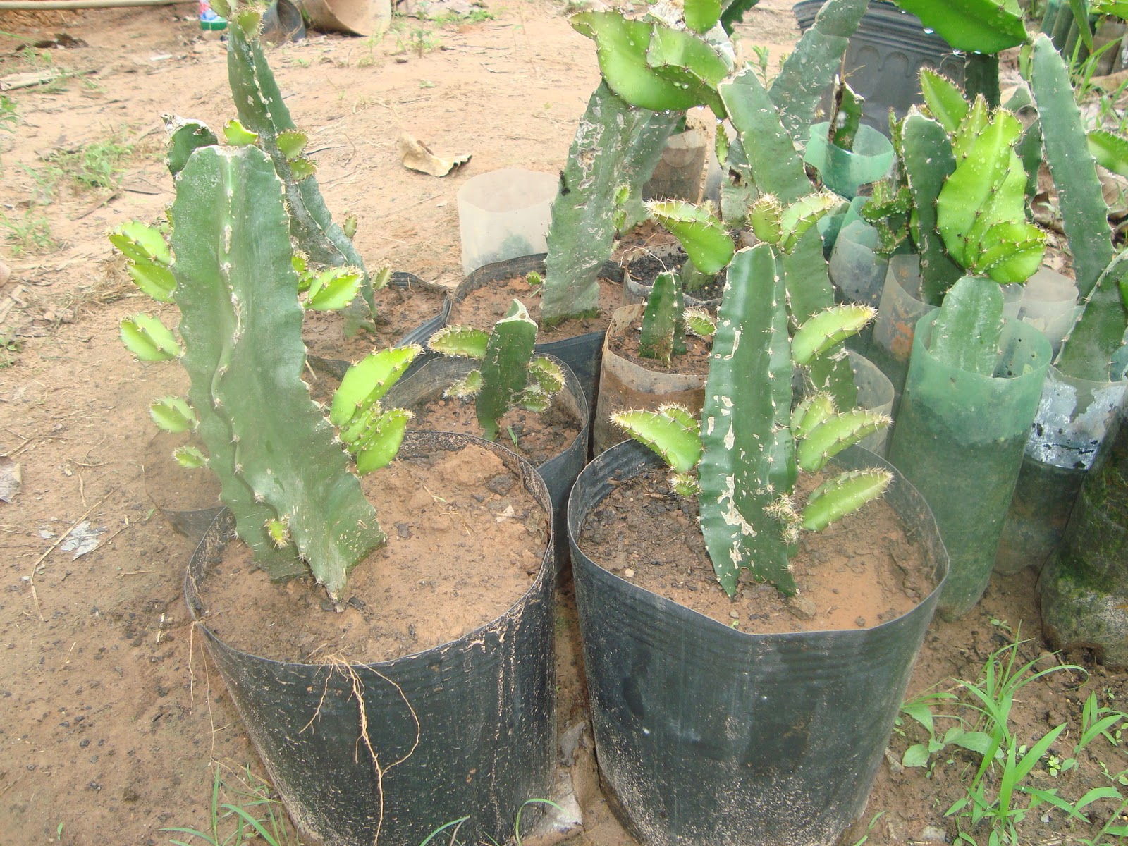 Pitaya´s Branca /Vermelha: Mudas de Pitaya