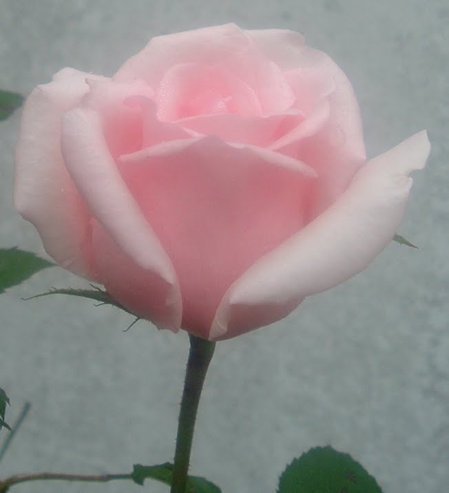 Rena's Pink Roses: A Little Budding Rose