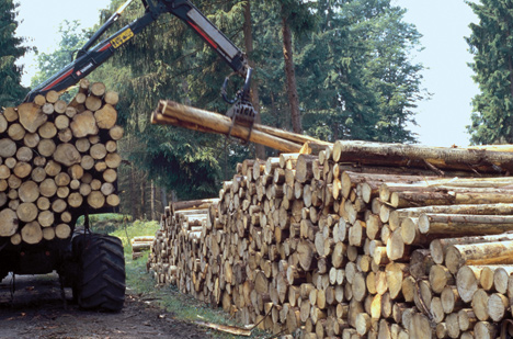 Darii (:: Ganaderia y explotación forestal.