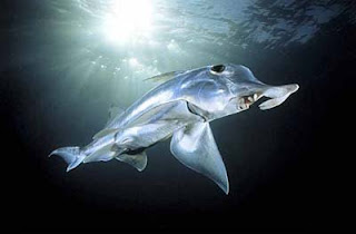 WE (World English): Cape Elephantfish, Josef, or Saint. Joseph Shark: S ...