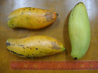 Beachcomber on Saipan: Celebrate the Mango!