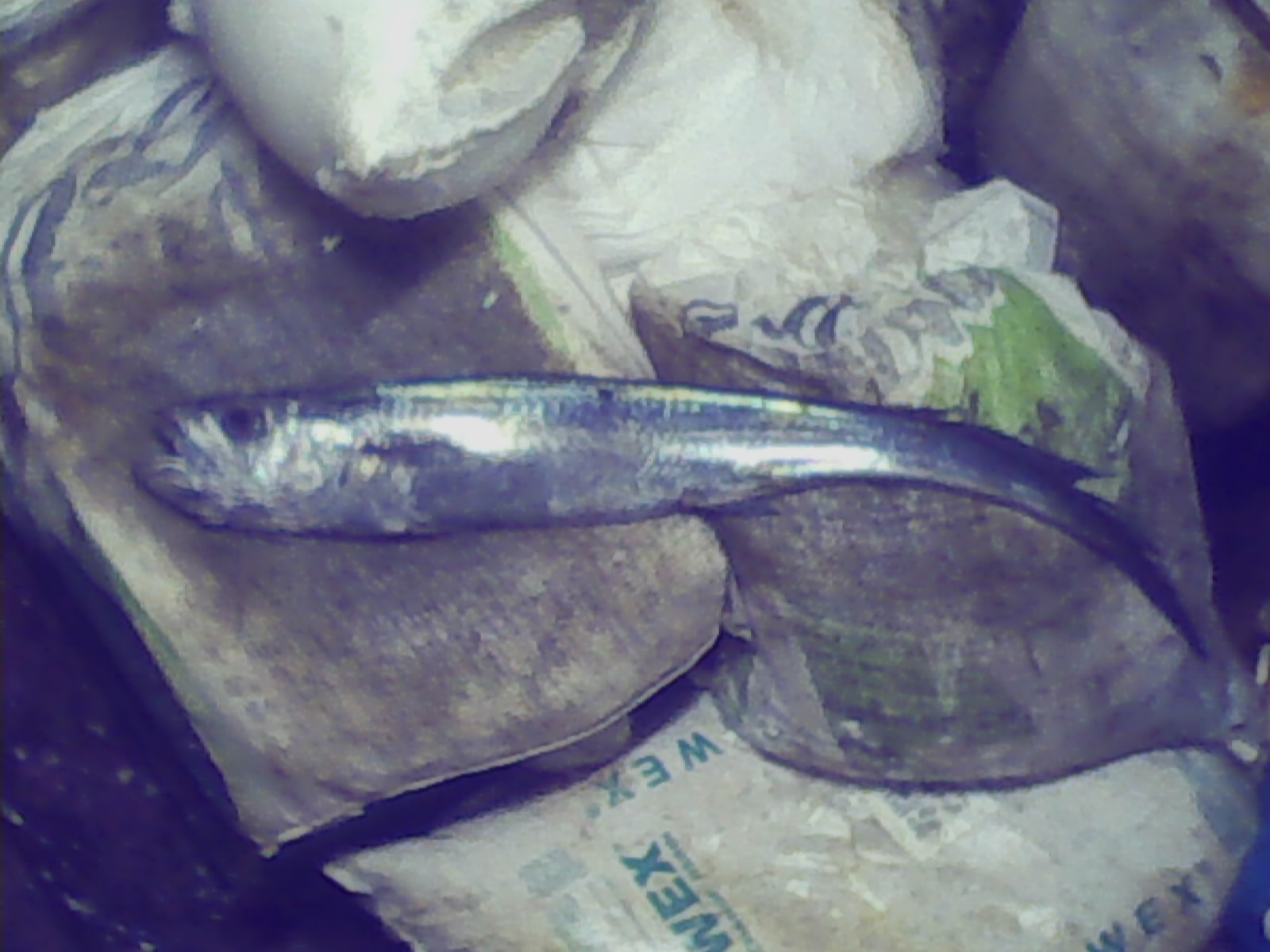 El Mar Argentino Maffeis Oscar: Peces y mamiferos.