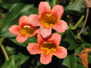 Bird's Eye View: Flowers, flowers, flowers....