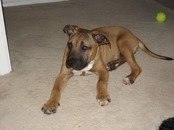 Raising Bella - My Pit Bull Puppy: Demodicosis - Red Mange Episode