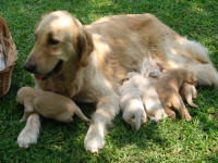 la reproduccion de todos: La reproducción de los perros