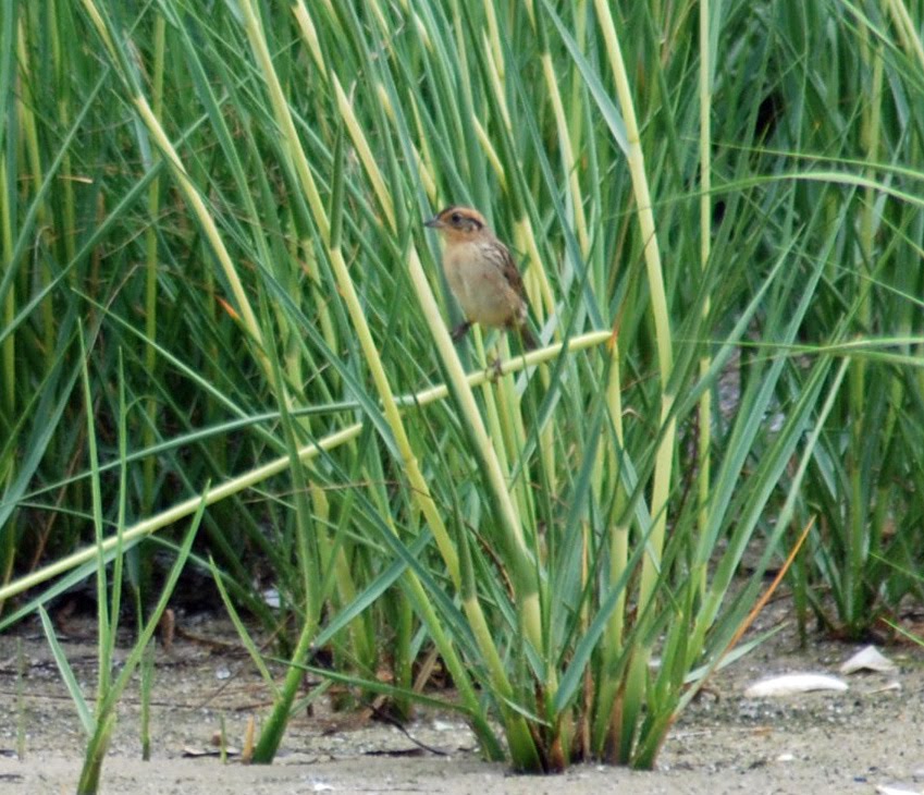 Living in Brooklyn-Longing for Maine: Birding N Truro and Wellfleet ...