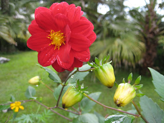 Peace Corps Cameroon: Photos-Flora and Fauna of Cameroon