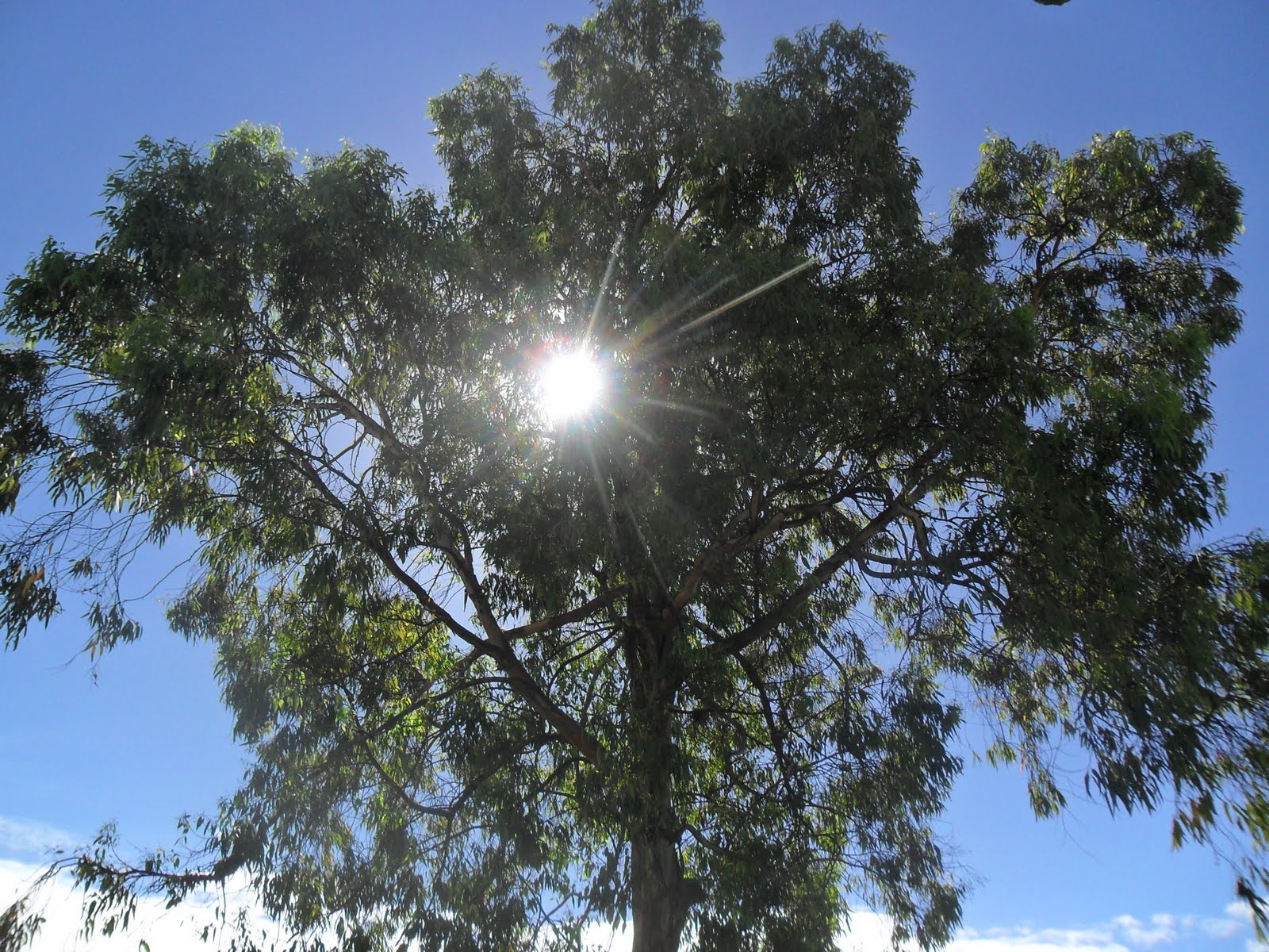 Colégio Médici - Ensino Inovador: Sol de Primavera