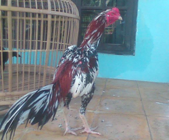 Koleksi Foto Ayam: Koleksi Foto Ayam