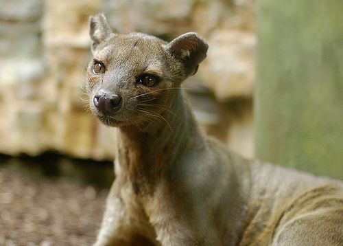 And I Think to Myself...What A Wonderful World.: Creature Feature: Fossa.