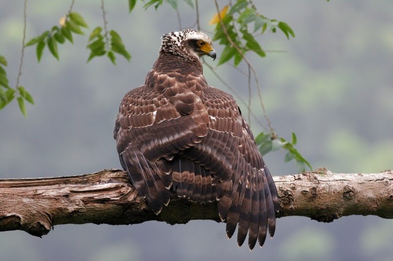 And I Think to Myself...What A Wonderful World.: Creature Feature ...