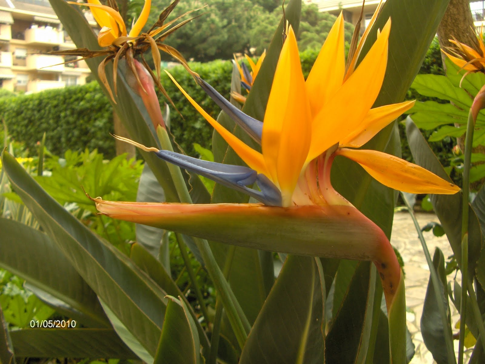 Ave Del Paraiso [1951] - airporthelper