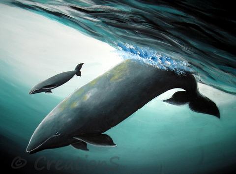 CreationS - The Essene of Arts: Wheal & its Calf in Deep Sea