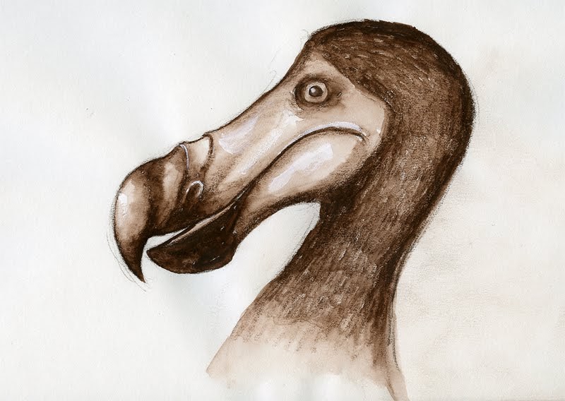 It Won't Draw Itself!!!: Dodo Bird