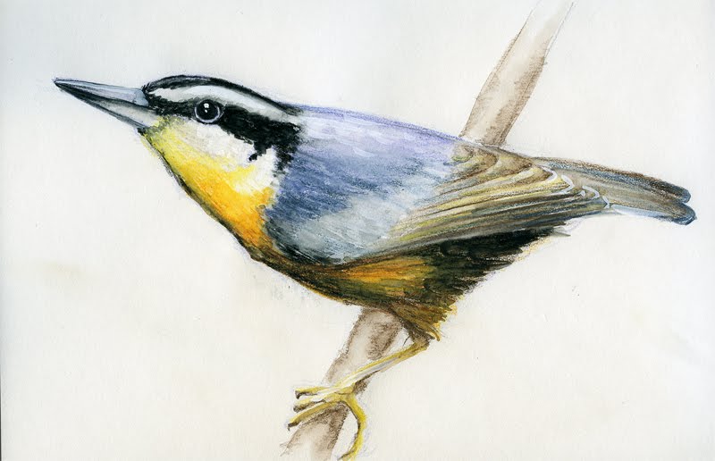 It Won't Draw Itself!!!: Red-breasted Nuthatch