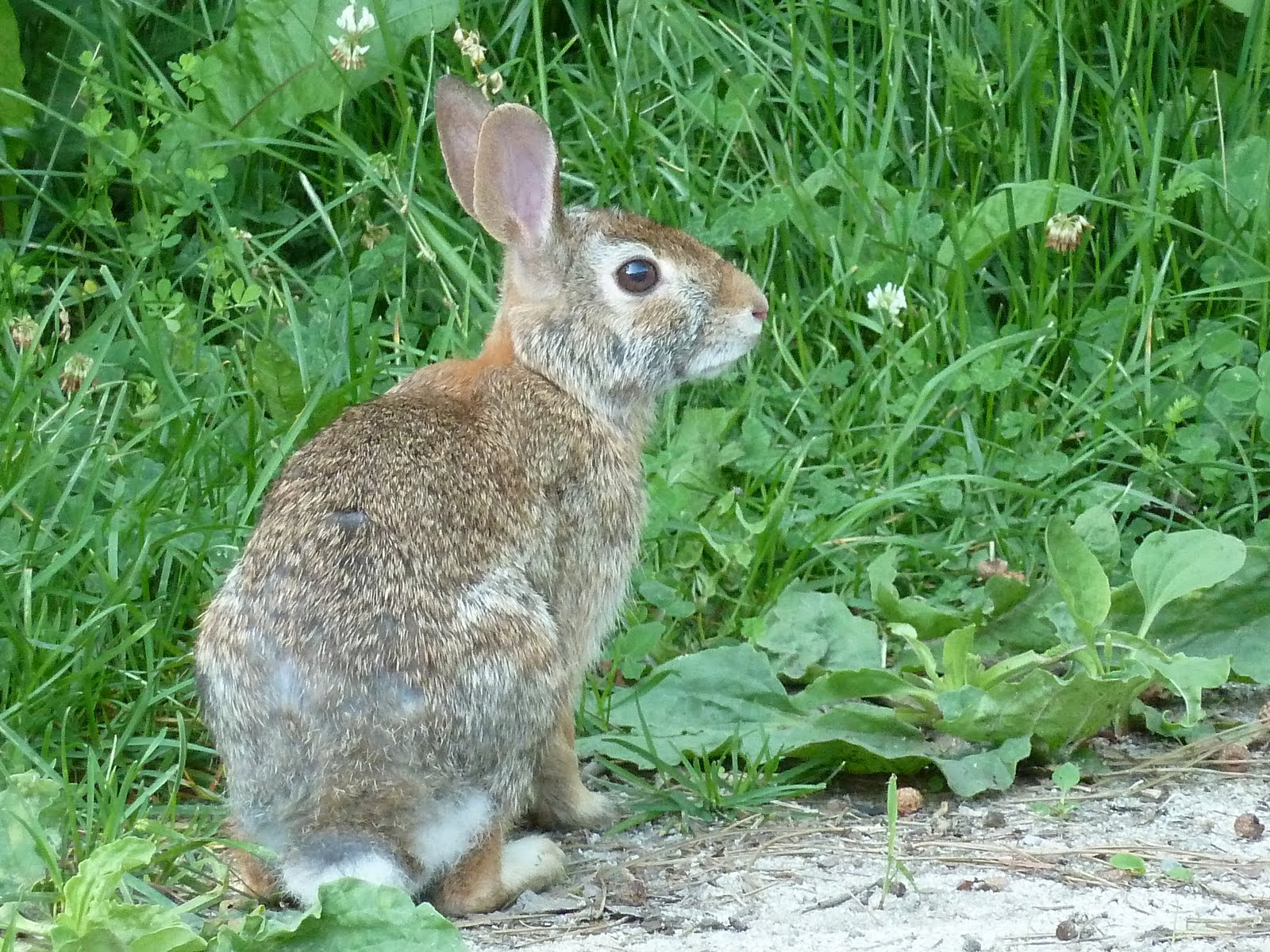 York Downs Golf and Country Club: Gardens: Eastern Cottontail Rabbit
