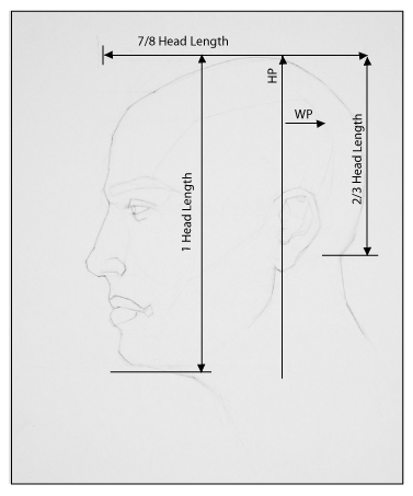Average Human Face Dimensions
