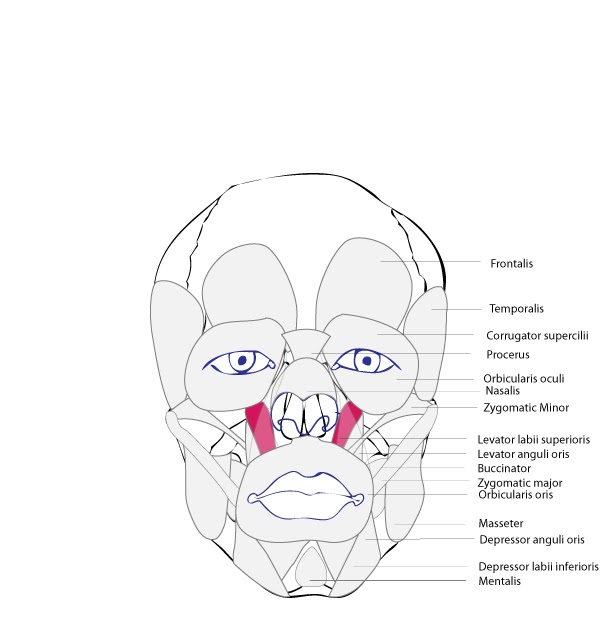 HUMAN MUSCULAR SYSTEM: Levator Labii Superioris Muscle
