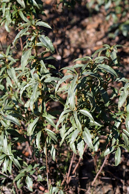 Das plantas e das pessoas: Quercus x neomarei (Fagaceae) e Cistus x ...
