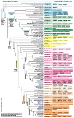 Das plantas e das pessoas: Um resumo do sistema APG III