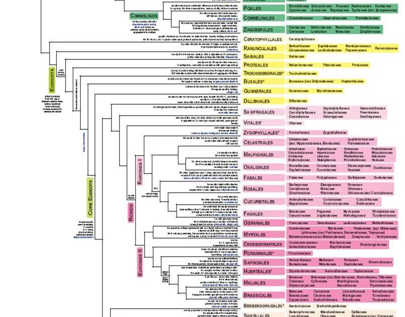 Das plantas e das pessoas: Um resumo do sistema APG III